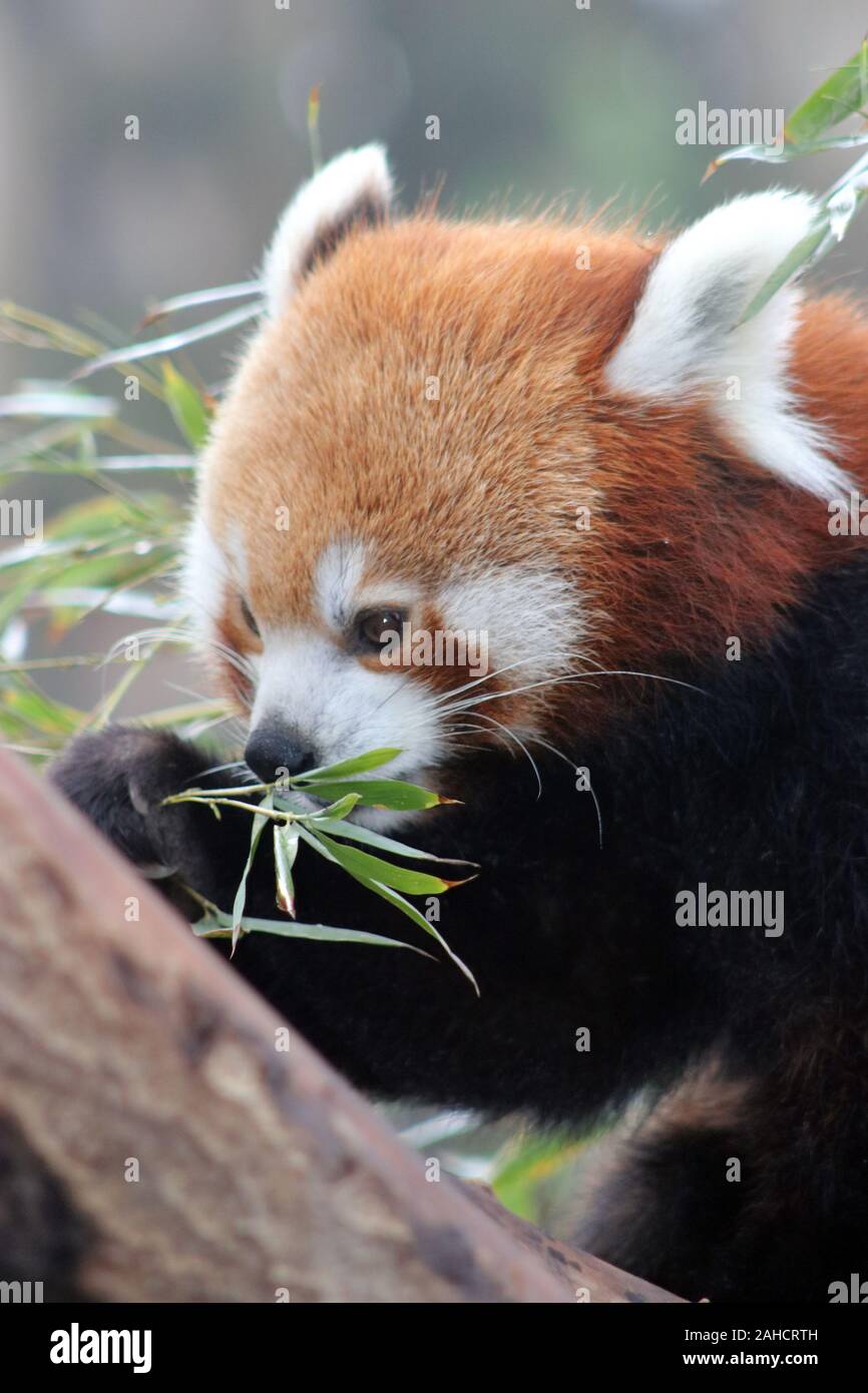 Giant red panda hi-res stock photography and images - Alamy