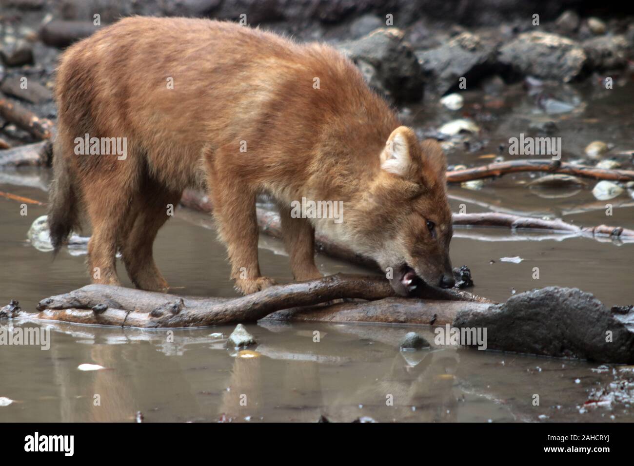 Tasmanian Red Fox