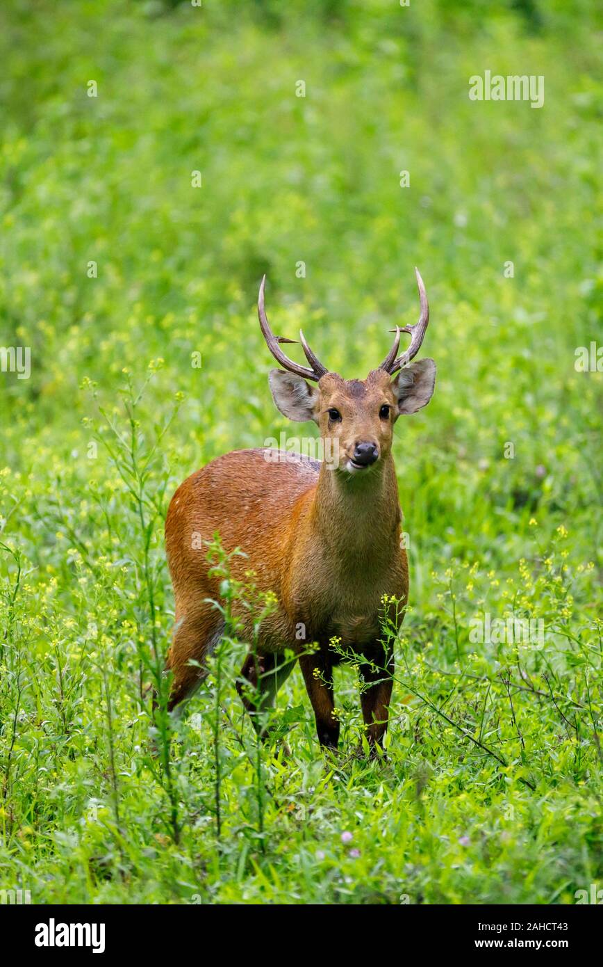 Deer native to india hi-res stock photography and images - Alamy