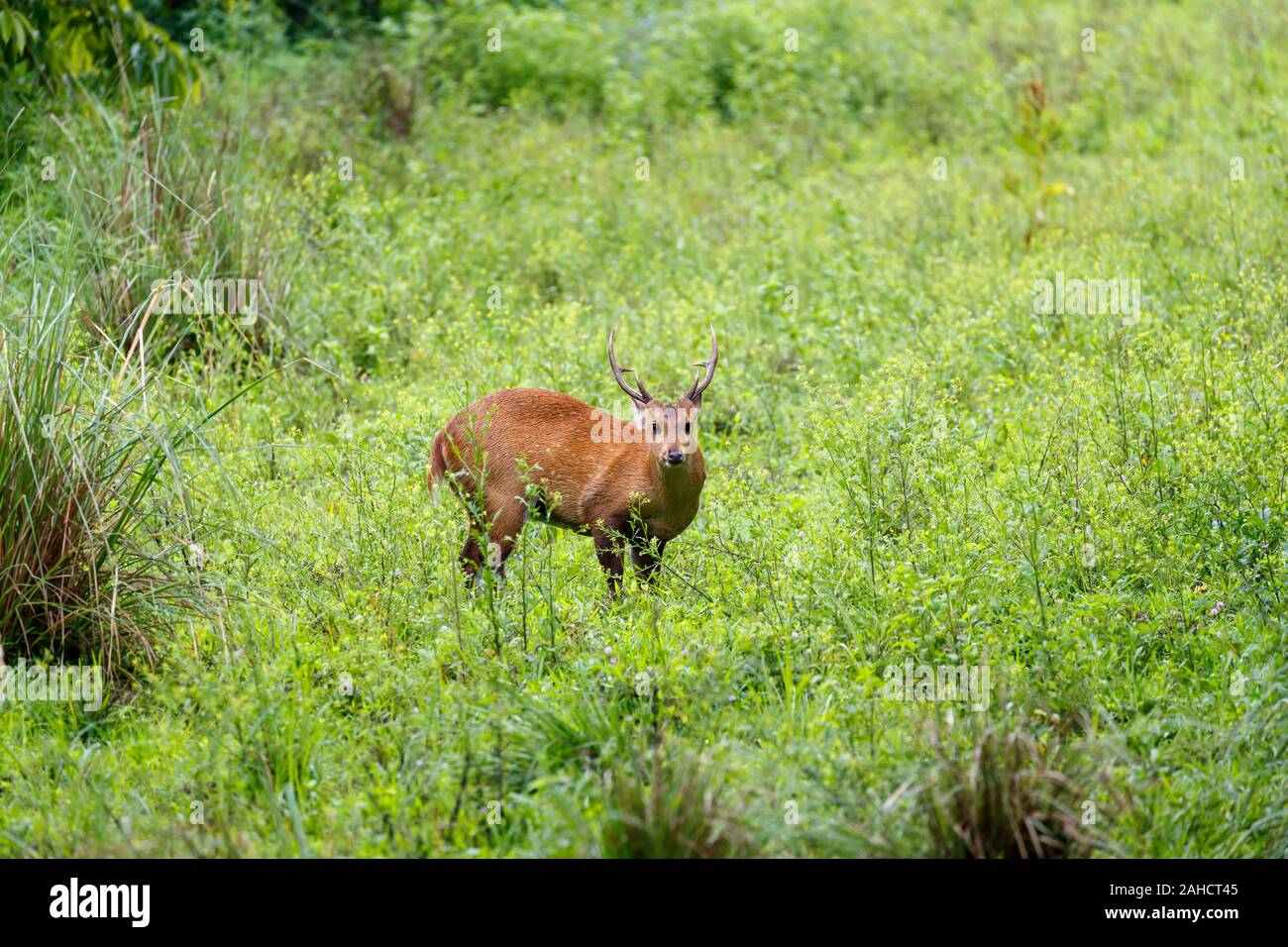 Indian hog deer male hi-res stock photography and images - Alamy