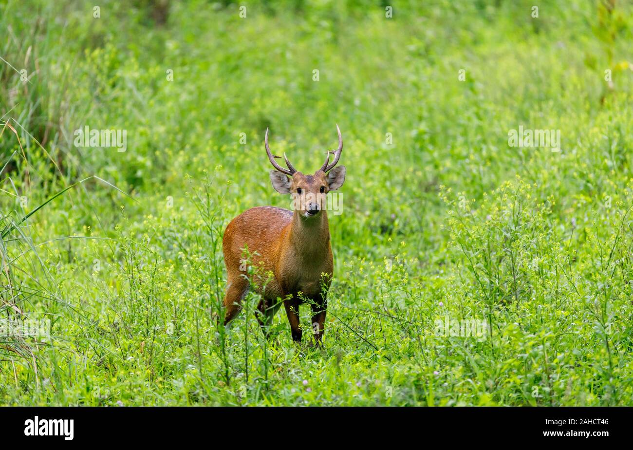 Male Indian hog deer (Hyelaphus porcinus) with antlers standing in ...