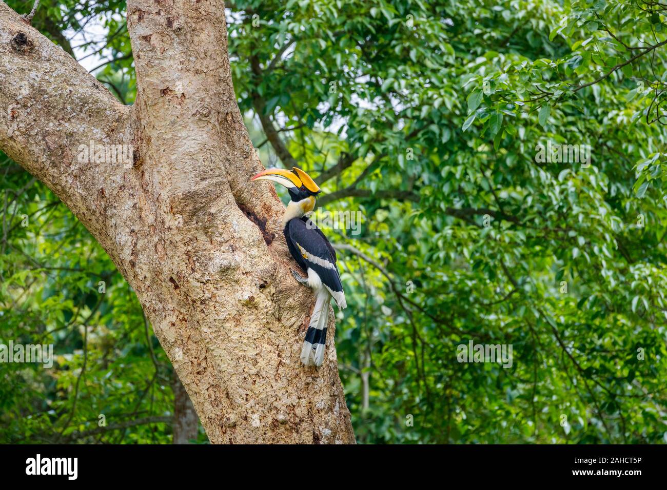 Great hornbill nest hi-res stock photography and images - Alamy
