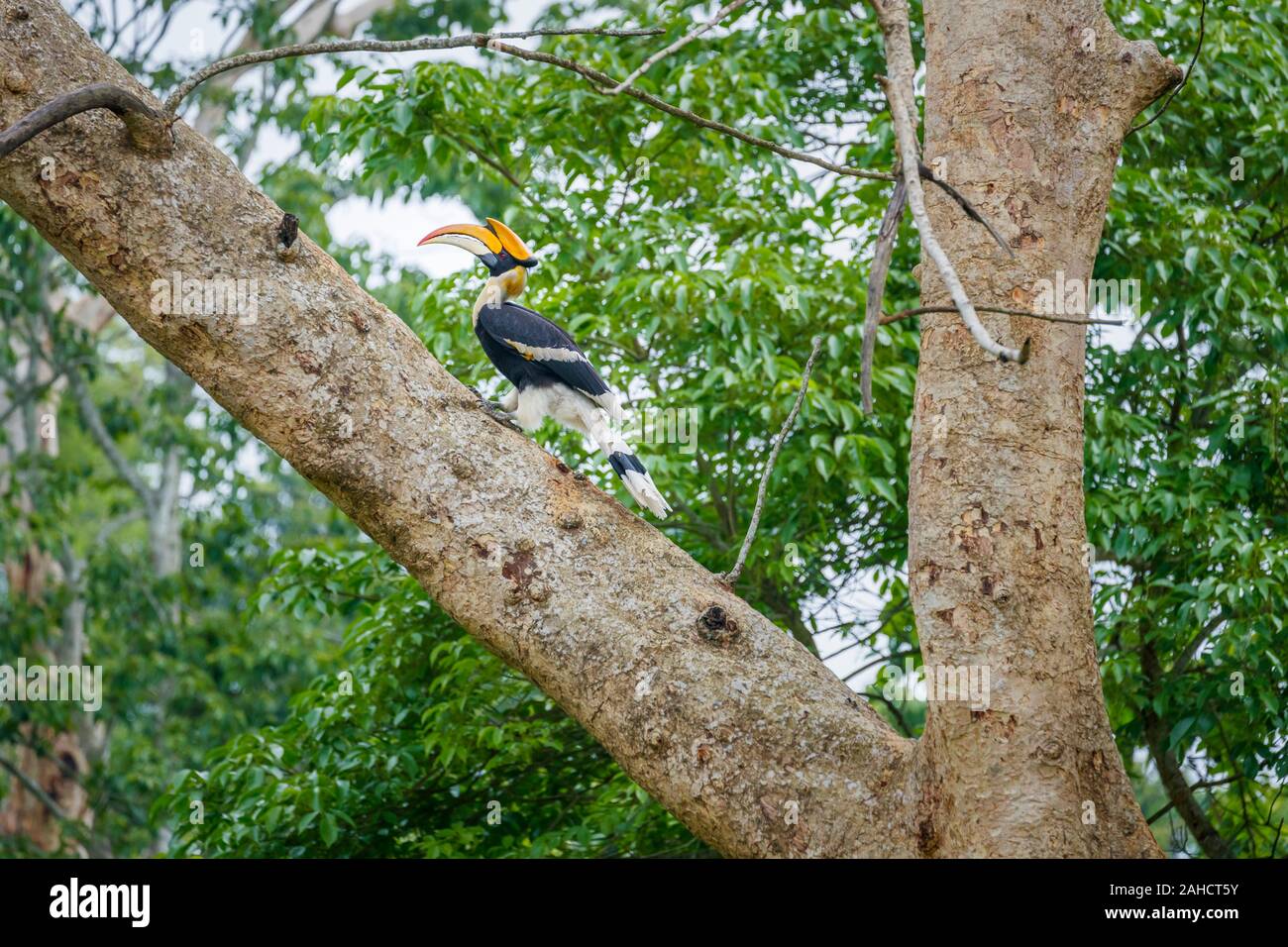 Great Indian hornbill (Buceros bicornis) standng on a tree branch in ...