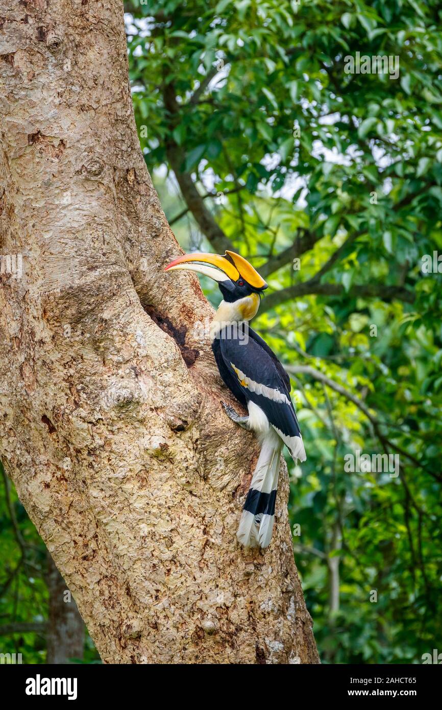 Great hornbill nest hi-res stock photography and images - Alamy