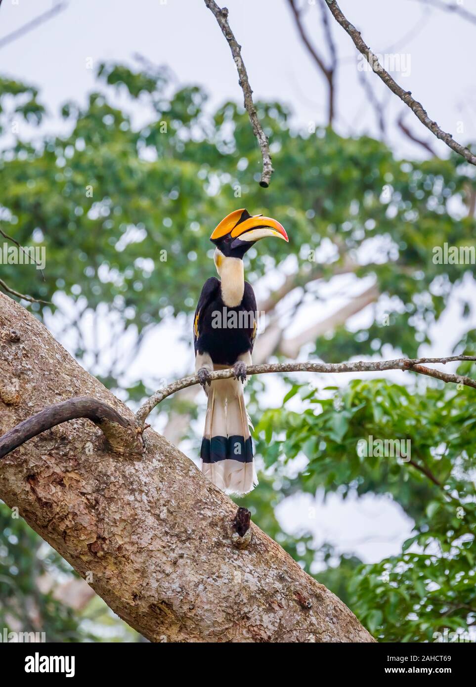 Great Indian hornbill (Buceros bicornis) perching on a tree branch in ...