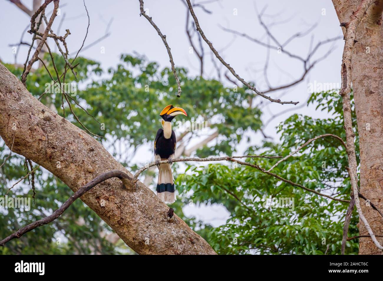 Great Indian hornbill (Buceros bicornis) perching on a tree branch in ...