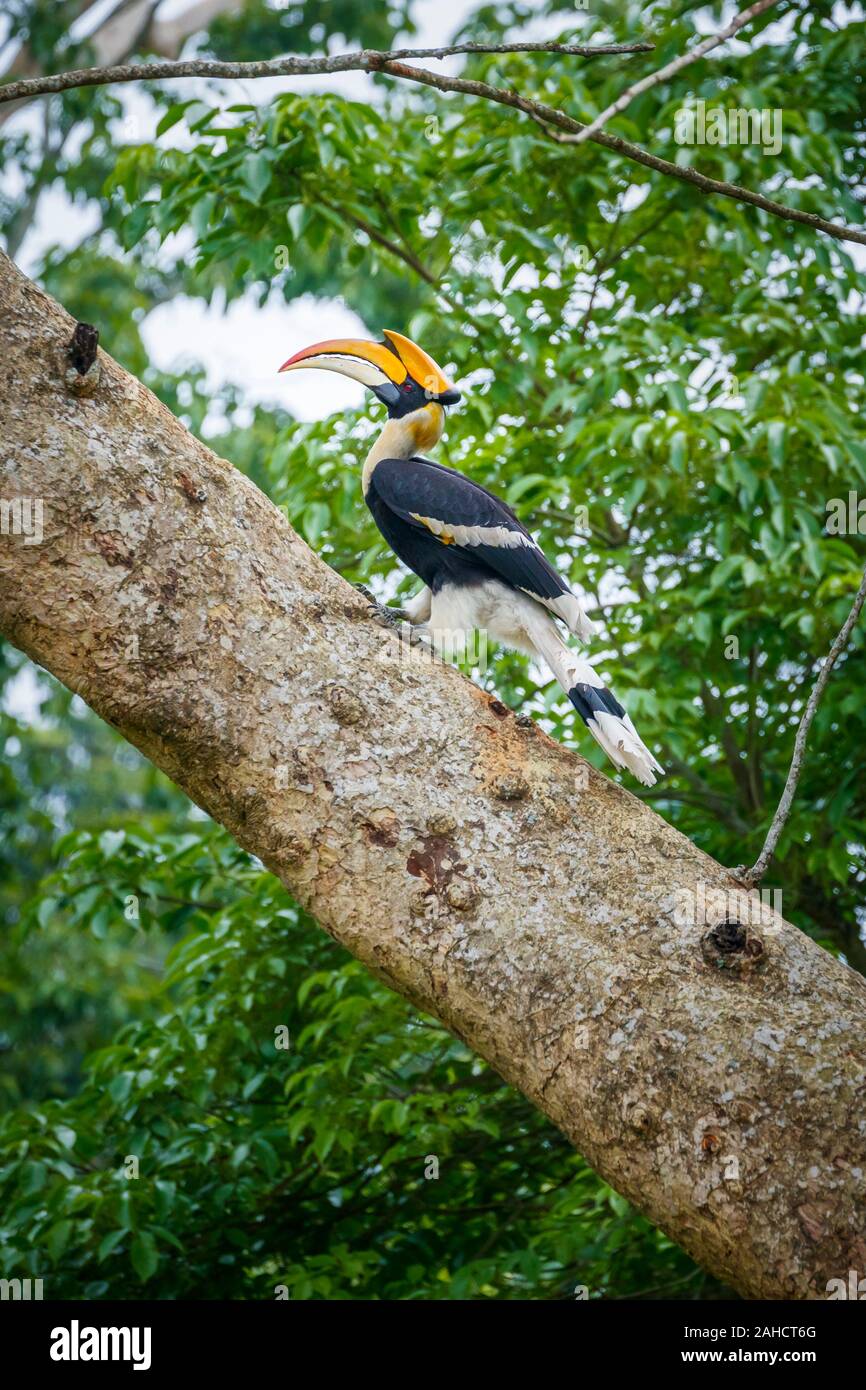 Great Indian hornbill (Buceros bicornis) standng on a tree branch in ...