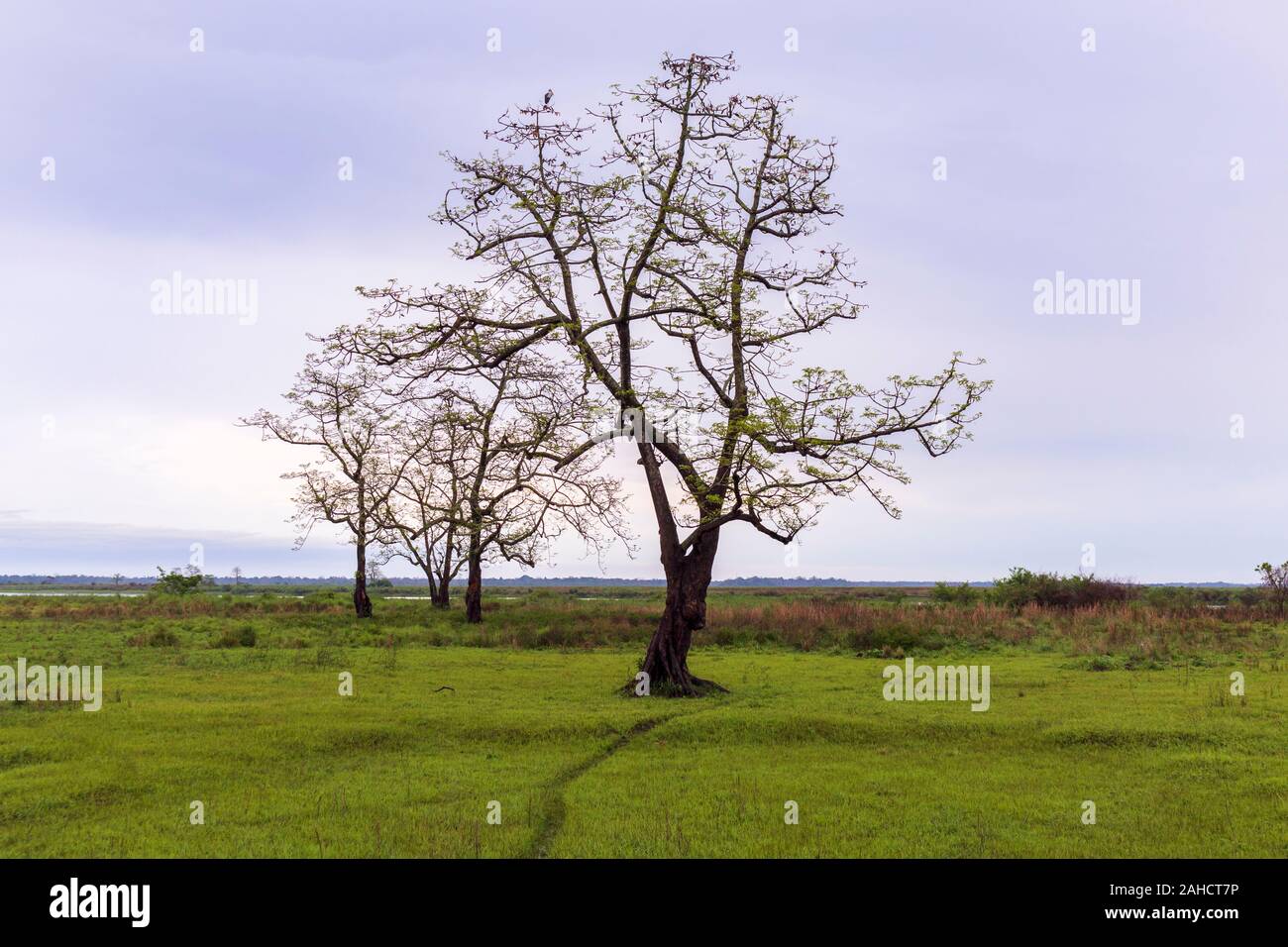 Landscape and scenery in Kaziranga National Park, Assam, northeastern ...