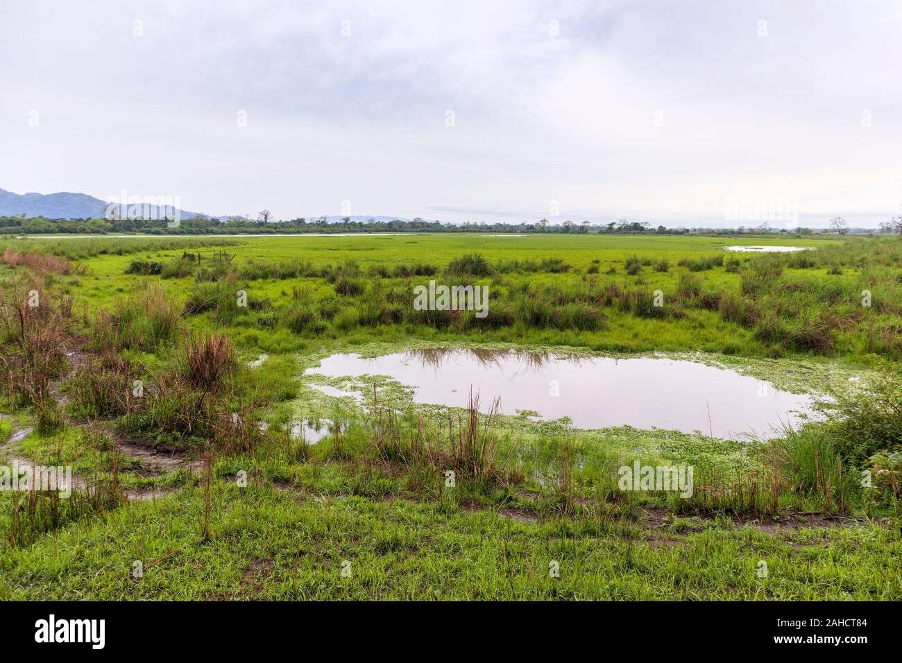 Landscape and scenery in Kaziranga National Park, Assam, northeastern ...