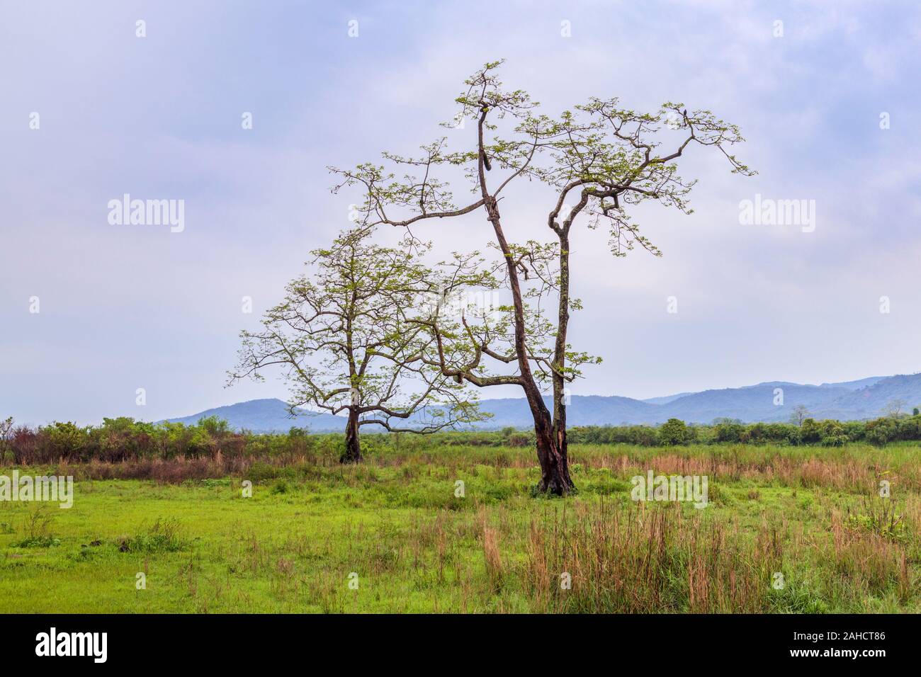 Landscape and scenery in Kaziranga National Park, Assam, northeastern ...