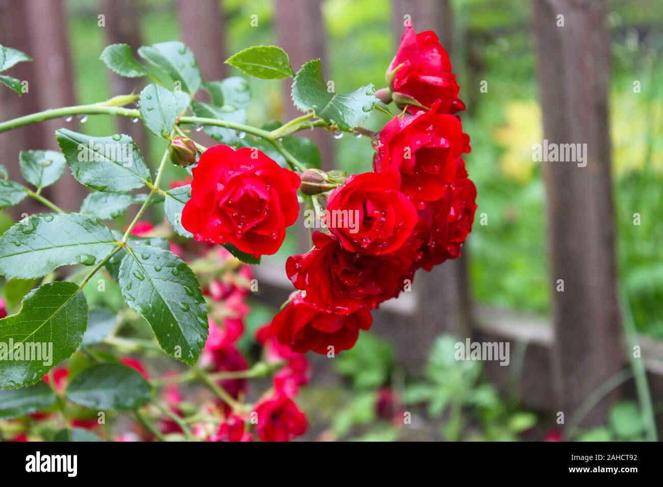 Red Color braided curly rose flowers close up on natural background ...