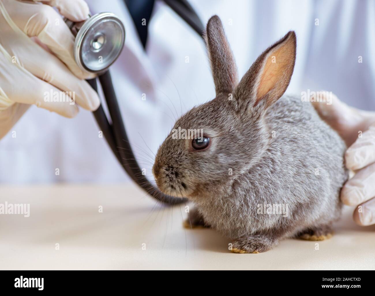 The vet doctor checking up rabbit in his clinic Stock Photo - Alamy