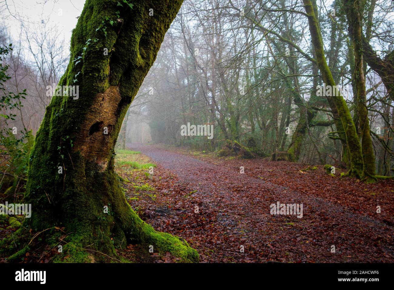 Woodland scene, Ireland Stock Photo - Alamy