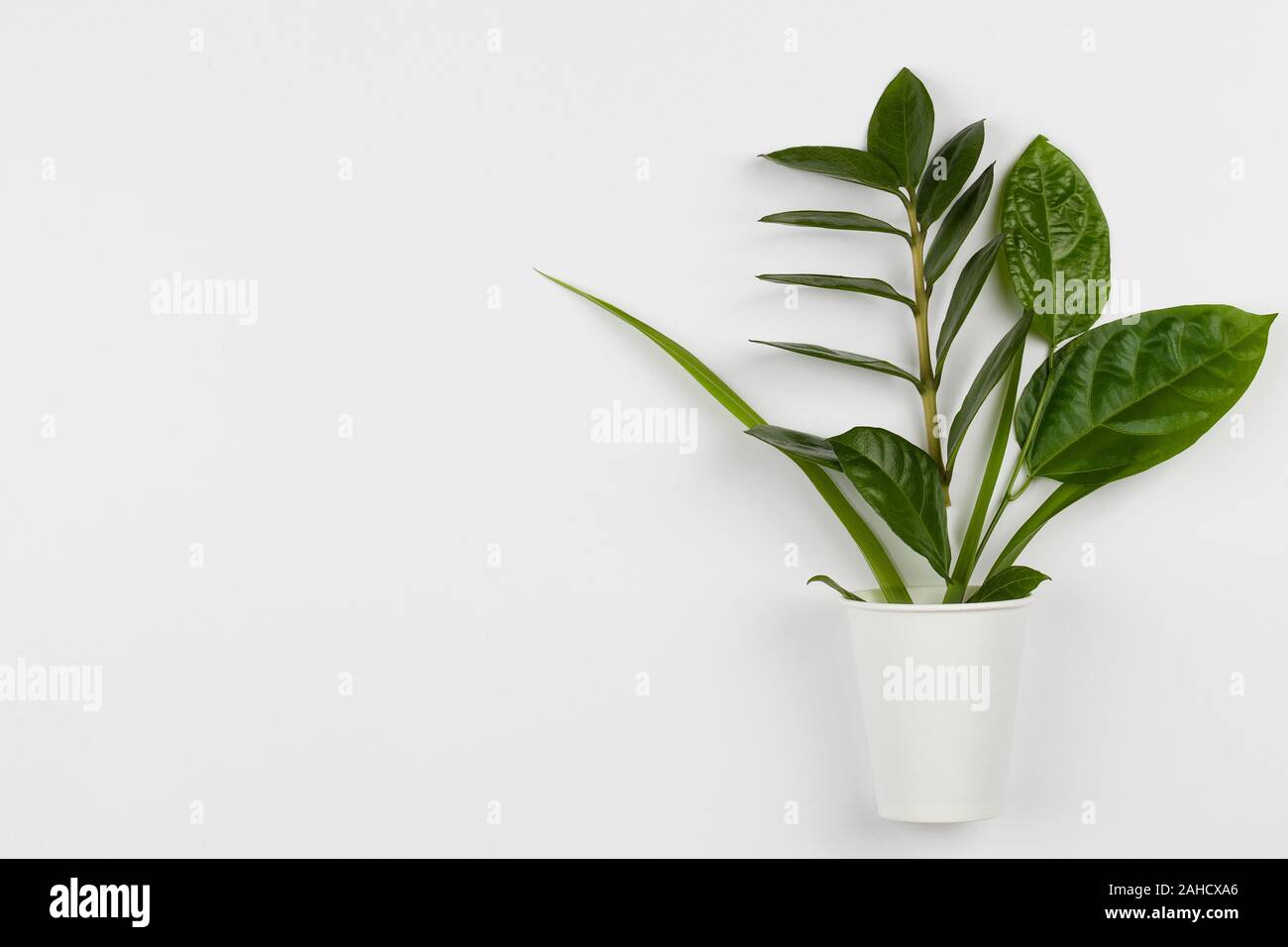 eco friendly disposable, compostable, recyclable paper cup with plant ...