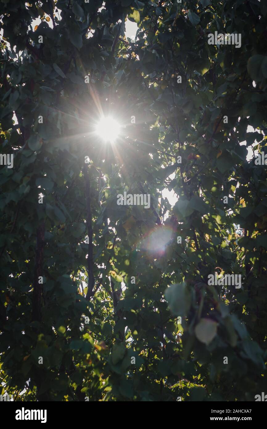 Through the leaves you can see the sun and the sun's rays in blur Stock ...