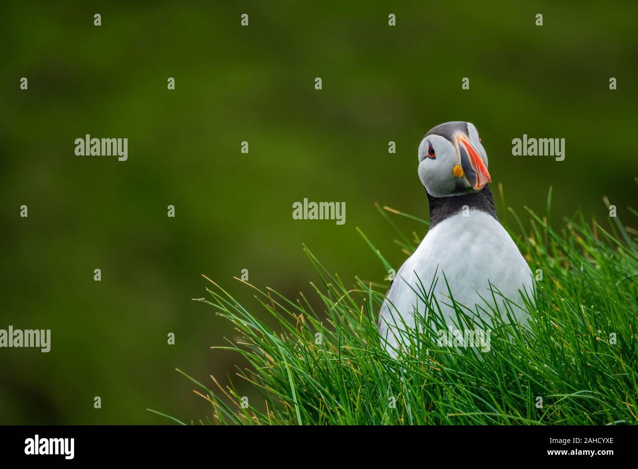 Puffin Camera High Resolution Stock Photography and Images - Alamy