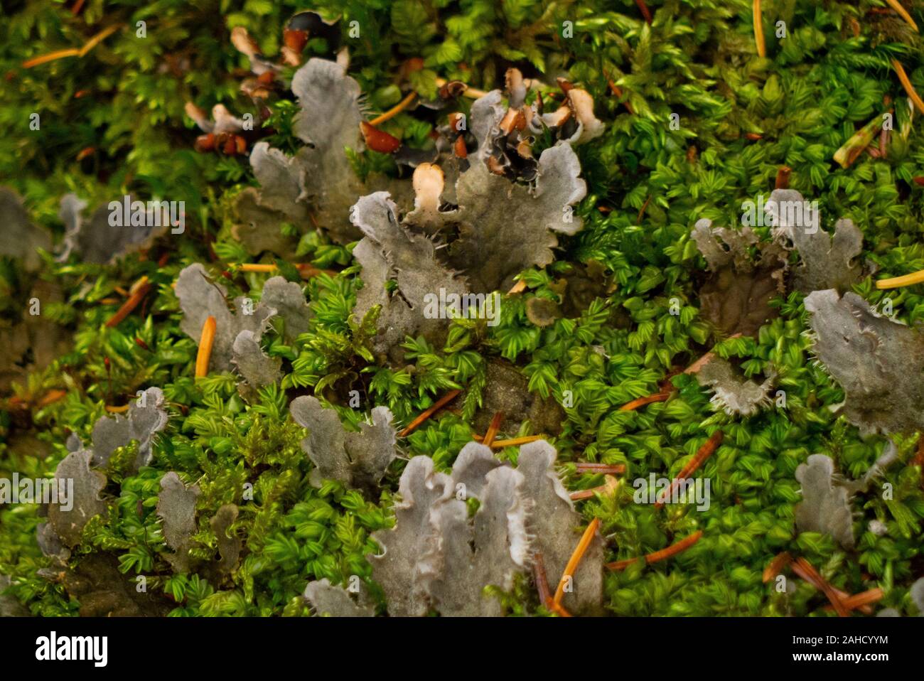 Fungi in woodland in the Scottish Highlands of Sutherland Scotland UK ...
