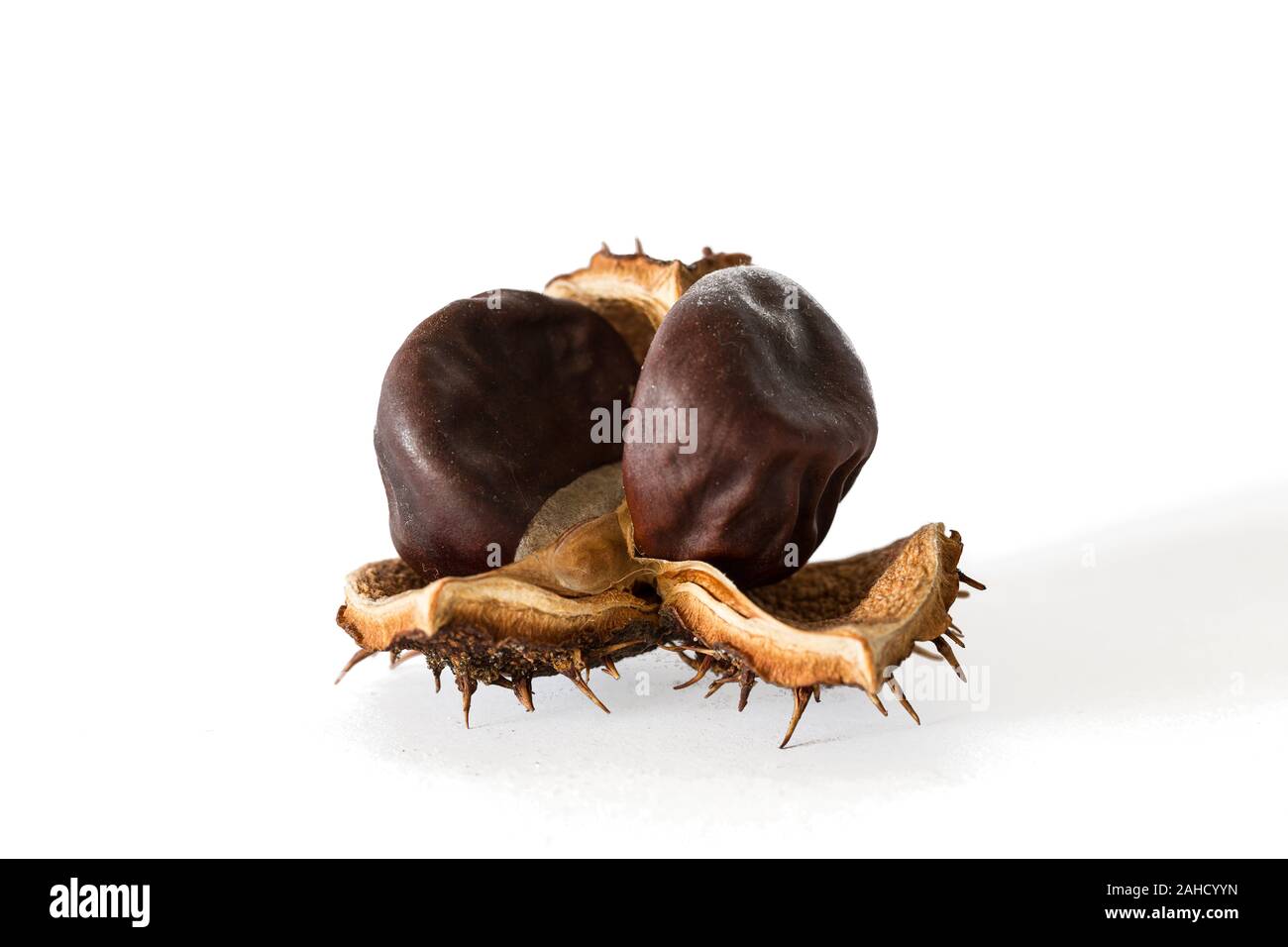Old dry chestnut tree hi-res stock photography and images - Alamy