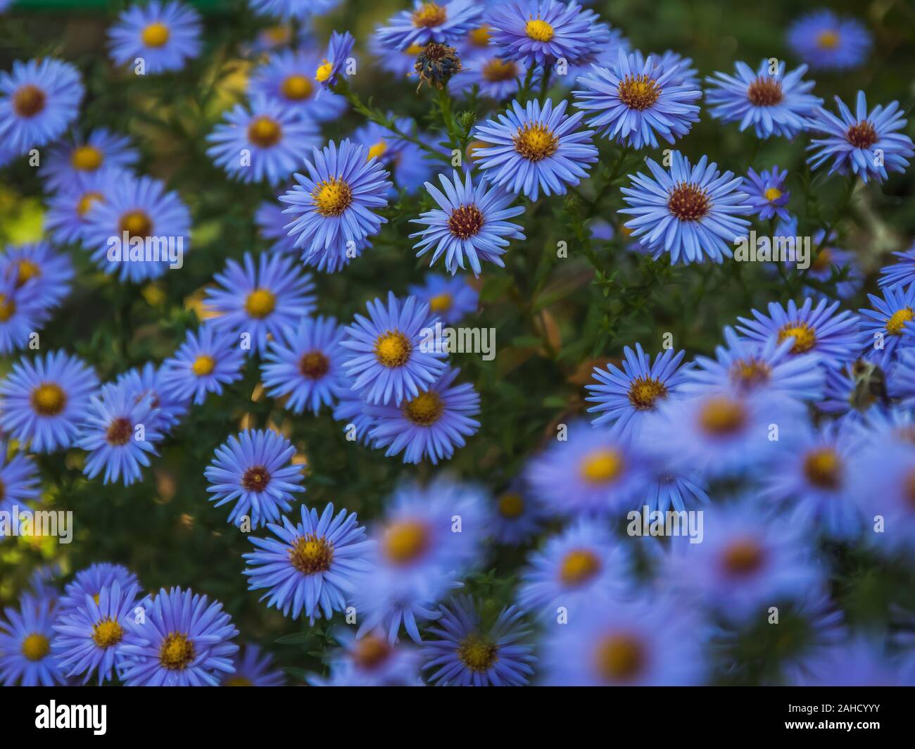 Field with blue daisies in the sunlight with copy space. Postcard ...