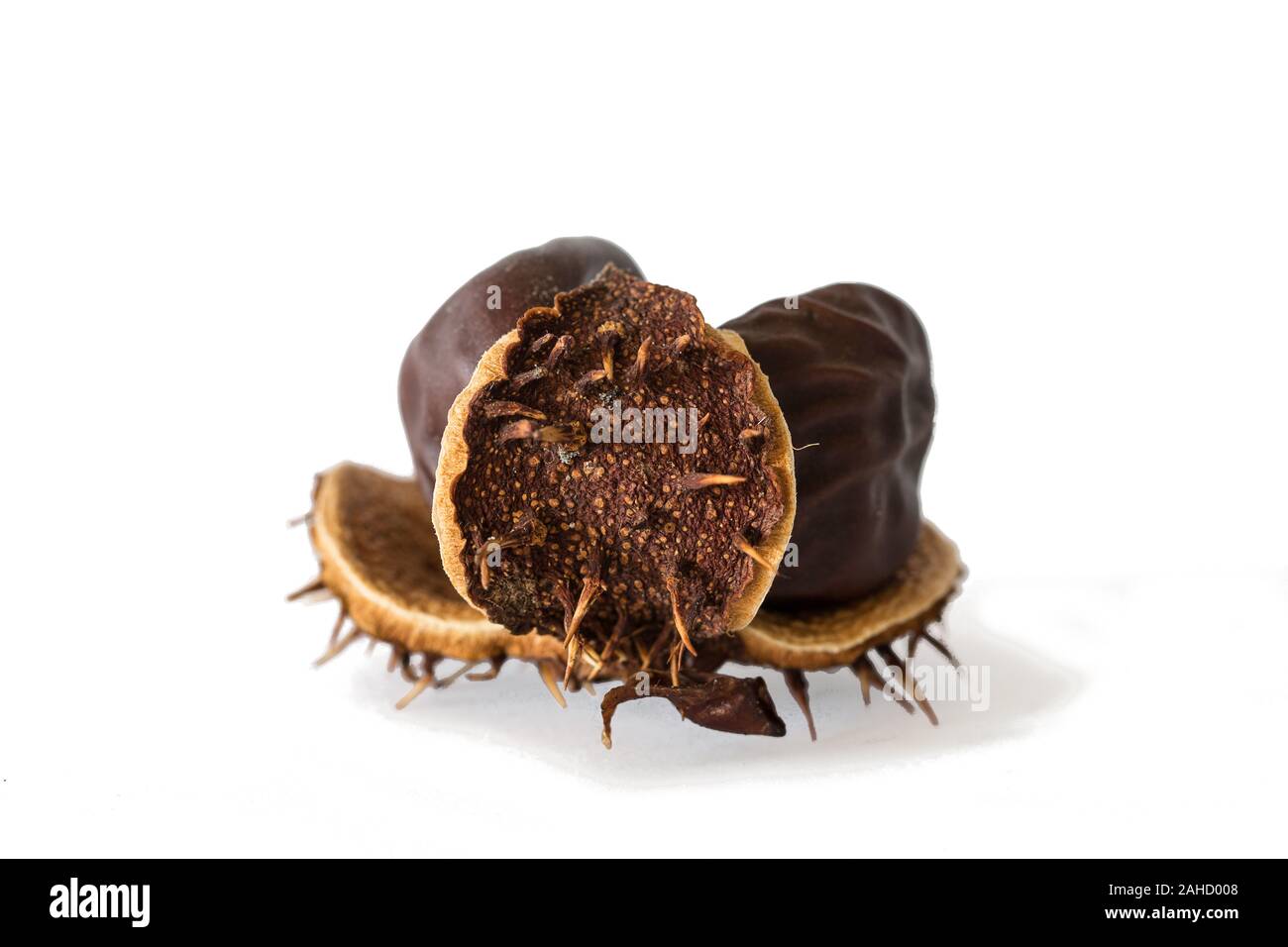 Very old horse chestnut tree Cut Out Stock Images & Pictures - Alamy