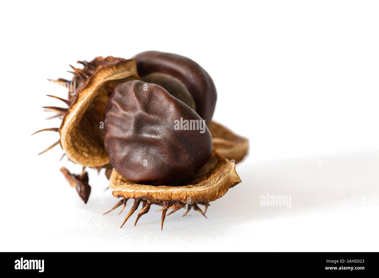 fragile old dry chestnut from autumn Stock Photo - Alamy