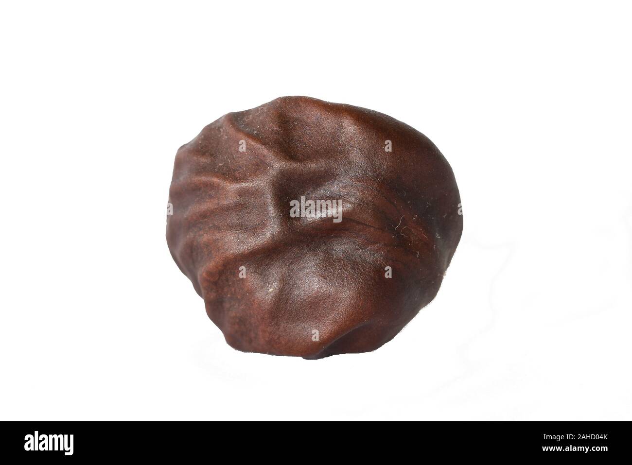fragile old dry chestnut from autumn Stock Photo - Alamy