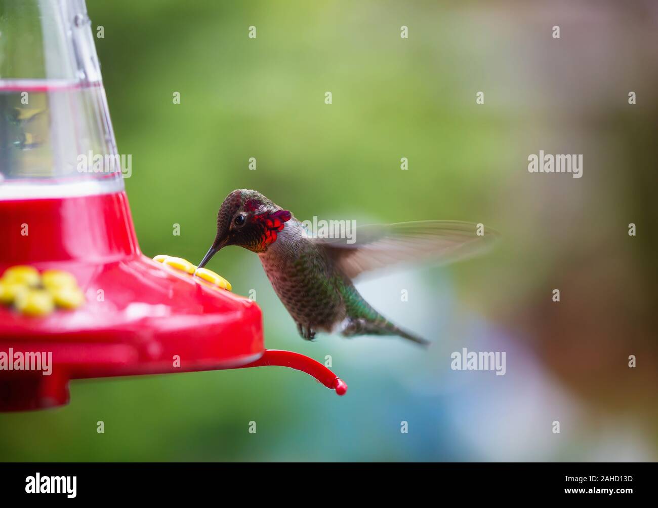 Colibri in fly hi-res stock photography and images - Alamy