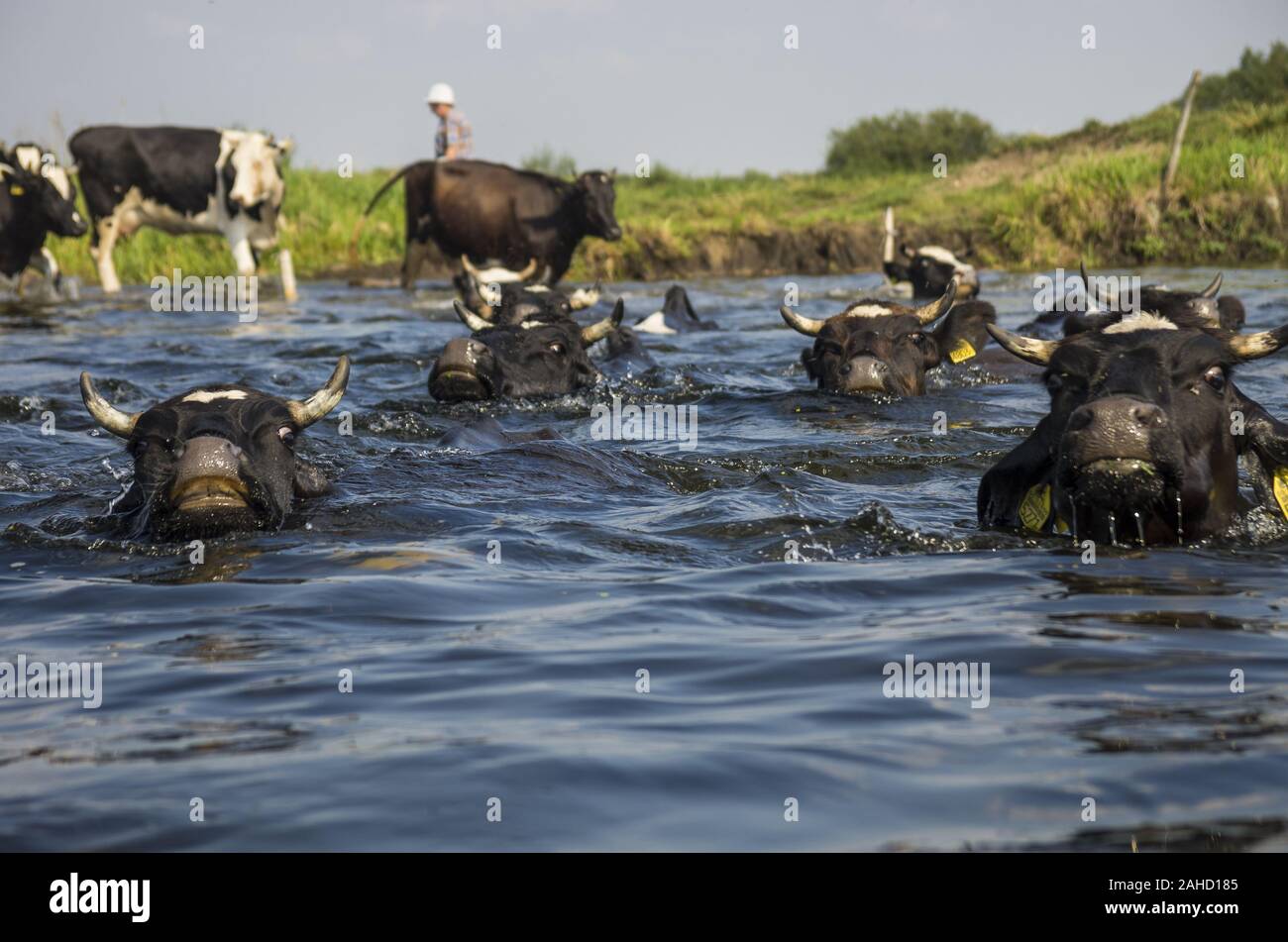 Swimming cows hi-res stock photography and images - Alamy