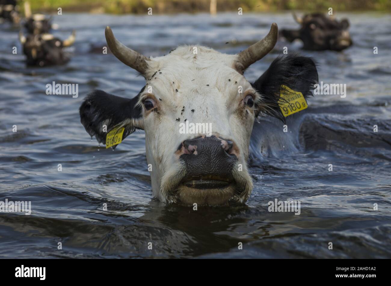 Cow river hi-res stock photography and images - Alamy