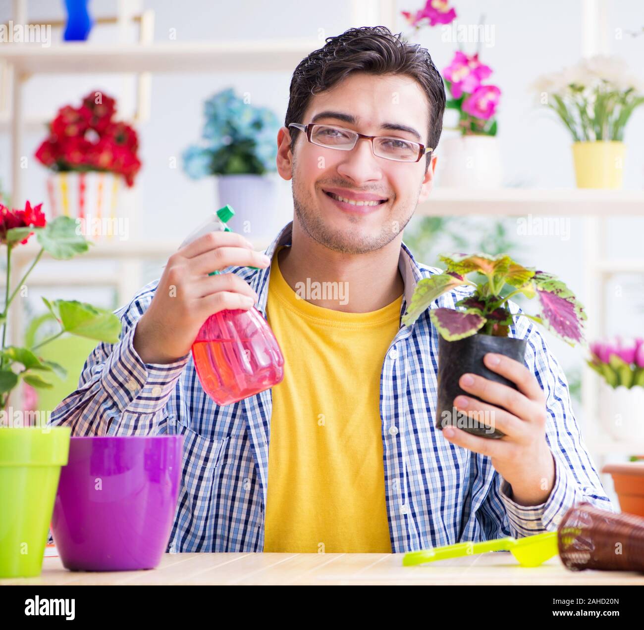 The gardener florist working in a flower shop with house plants Stock ...