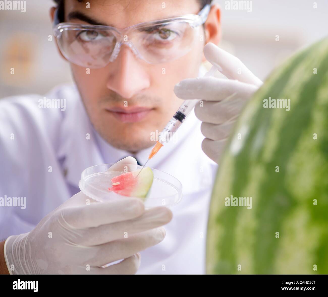 The scientist testing watermelon in lab Stock Photo - Alamy