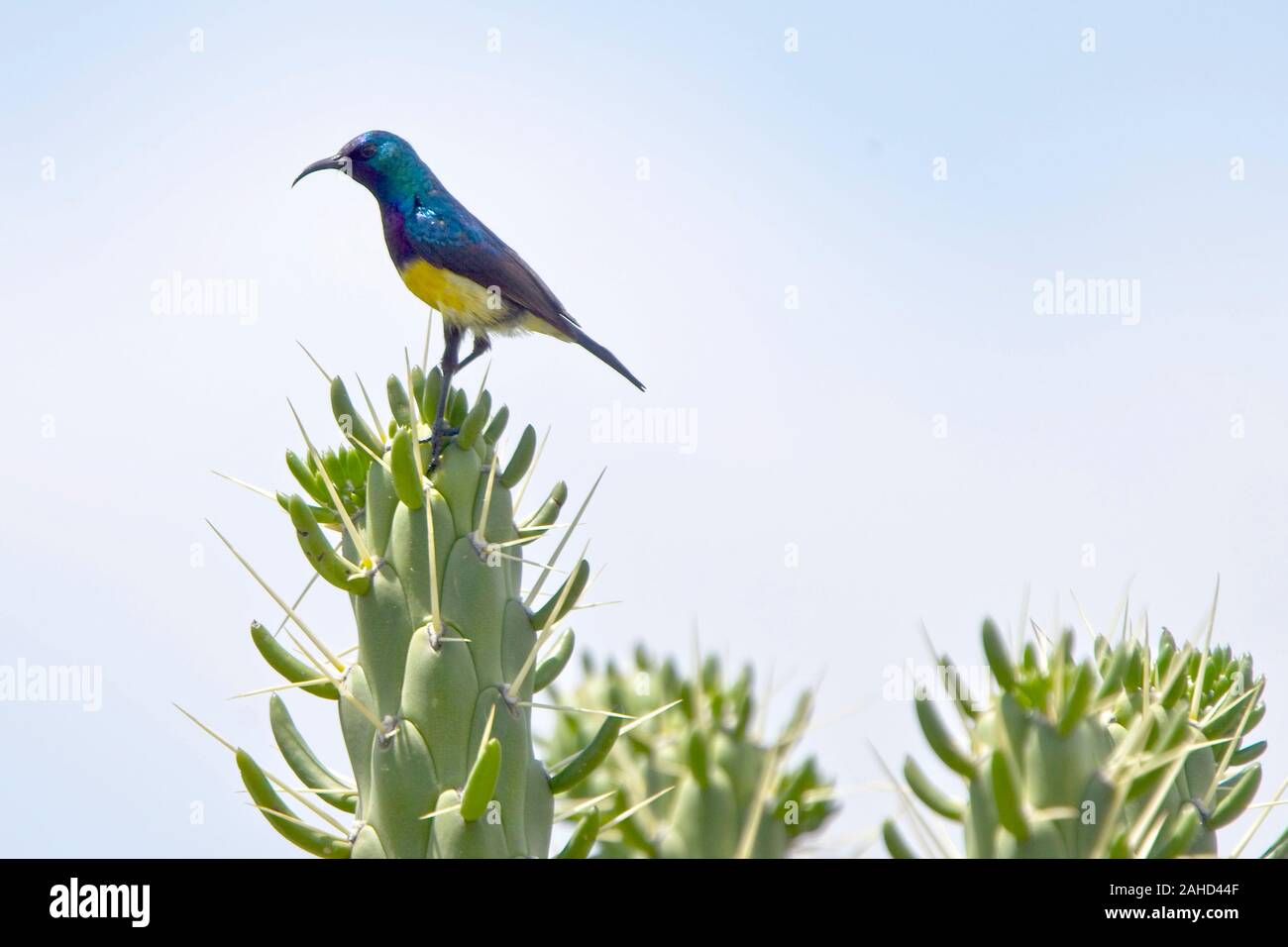 Variable Sunbird (Nectarinia venusta) male perched on top of a cactus ...
