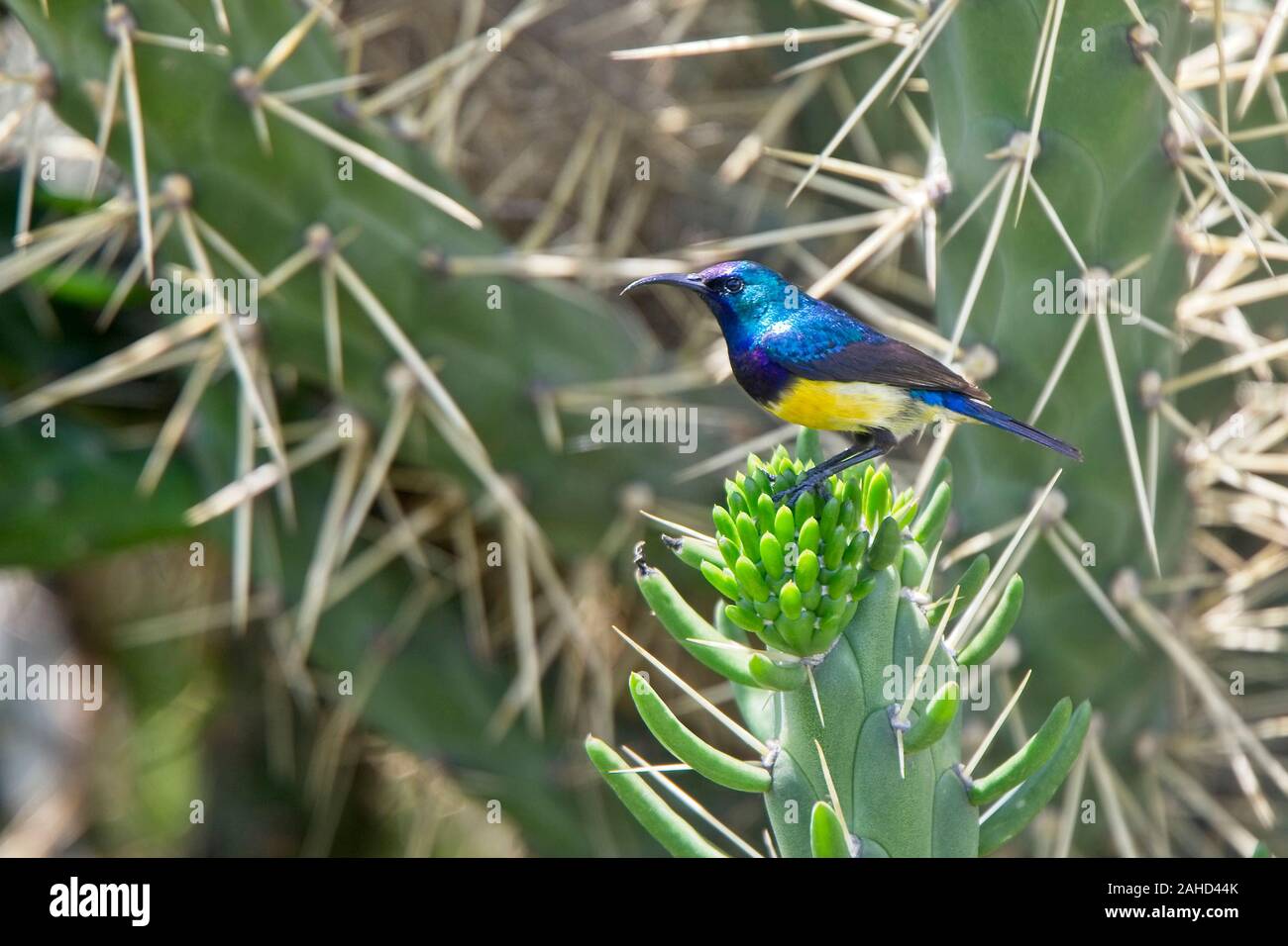 Variable Sunbird (Nectarinia venusta) male perched on top of a cactus ...