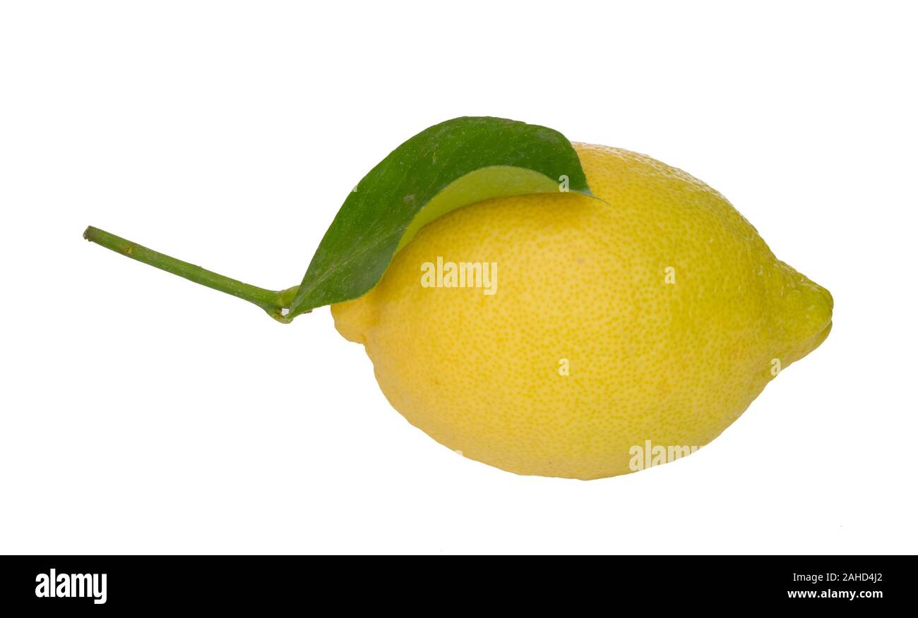 Single untreated ripe lemon with green leaf isolated on white ...