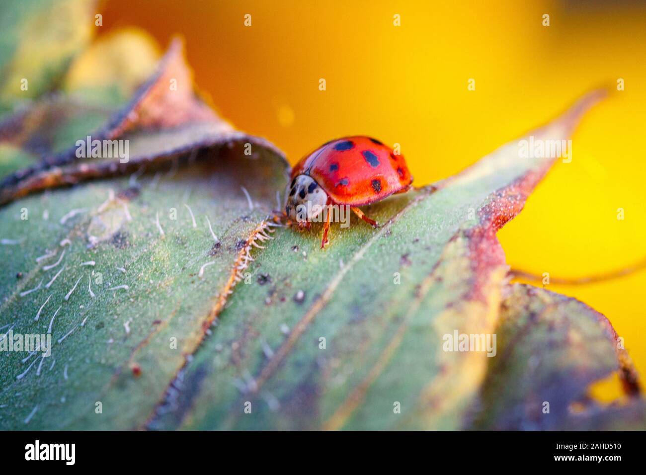 Macro of ladybug on a blade of grass in the morning sun Ladybug - bug ...