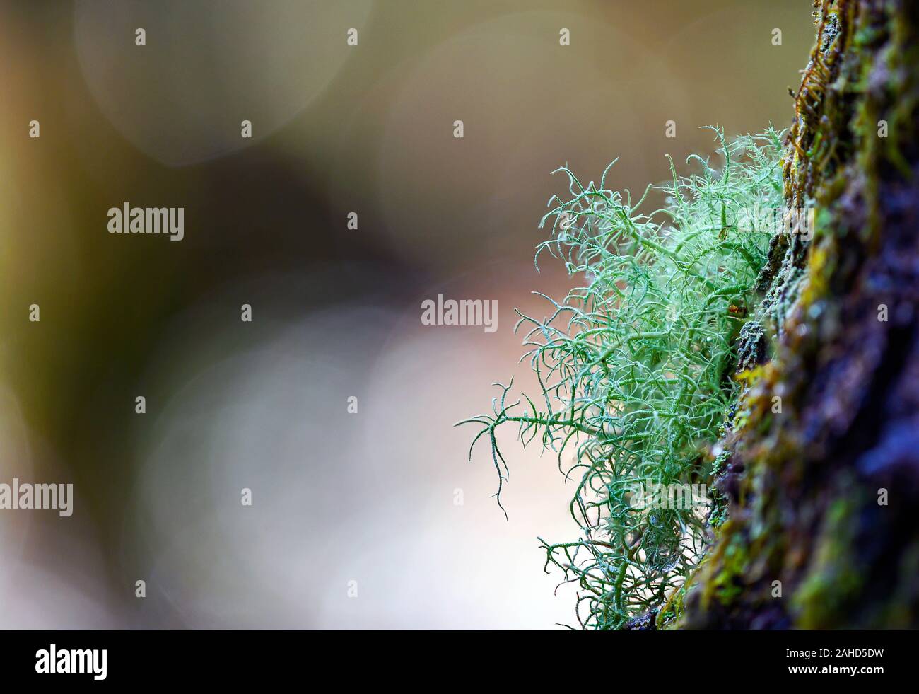 Fingle woods hi-res stock photography and images - Alamy