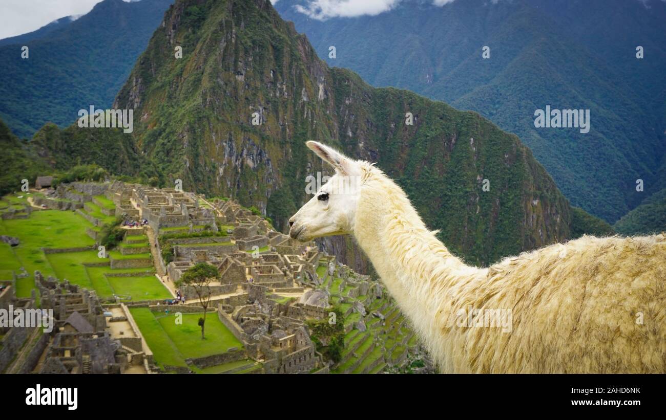 Llama machu picchu in hi-res stock photography and images - Alamy