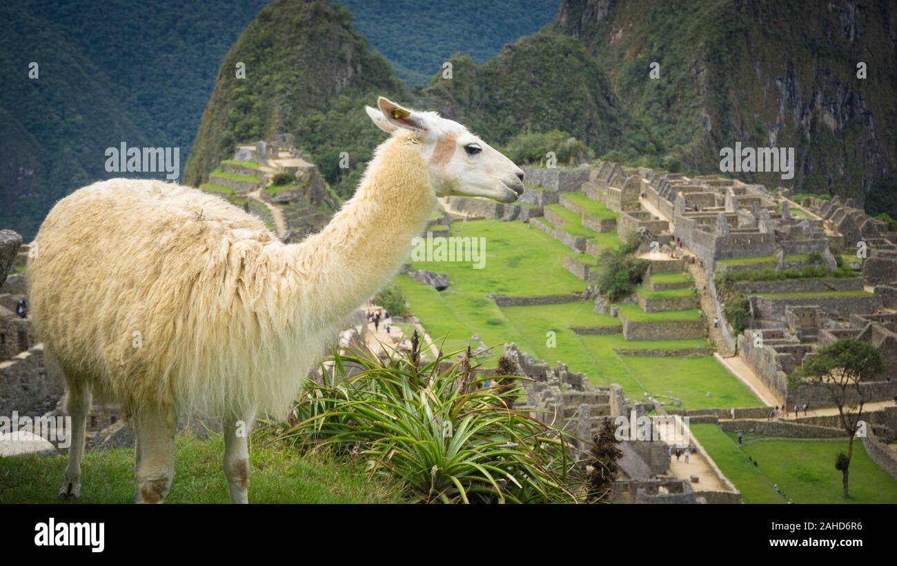 wild Llama in the city of Machu Picchu Stock Photo - Alamy