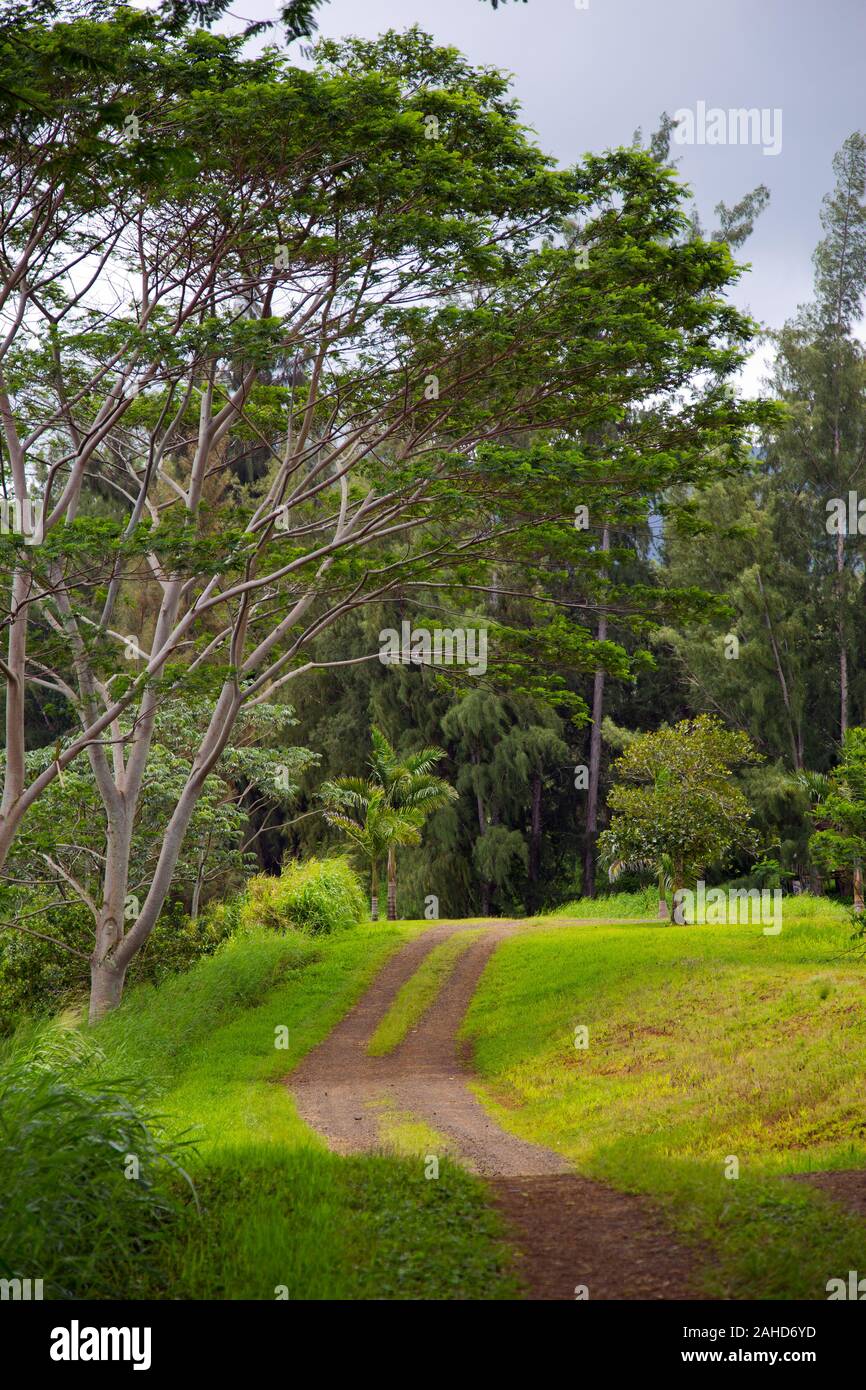 The Wai Koa Loop trail, on the island of Kauai, Hawaii features ...
