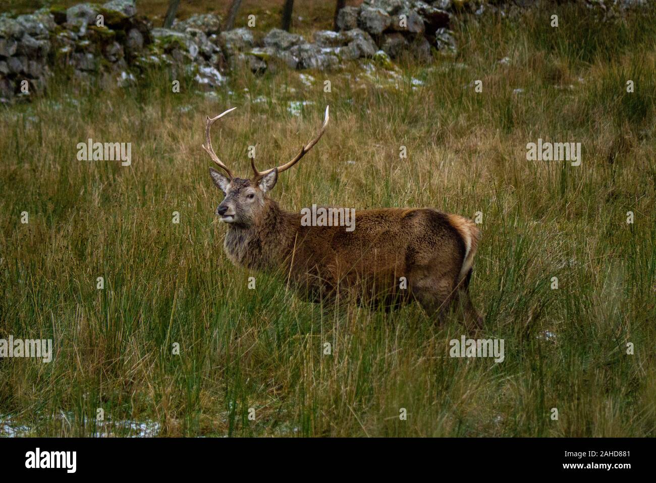 Scottish winter wildlife hi-res stock photography and images - Alamy