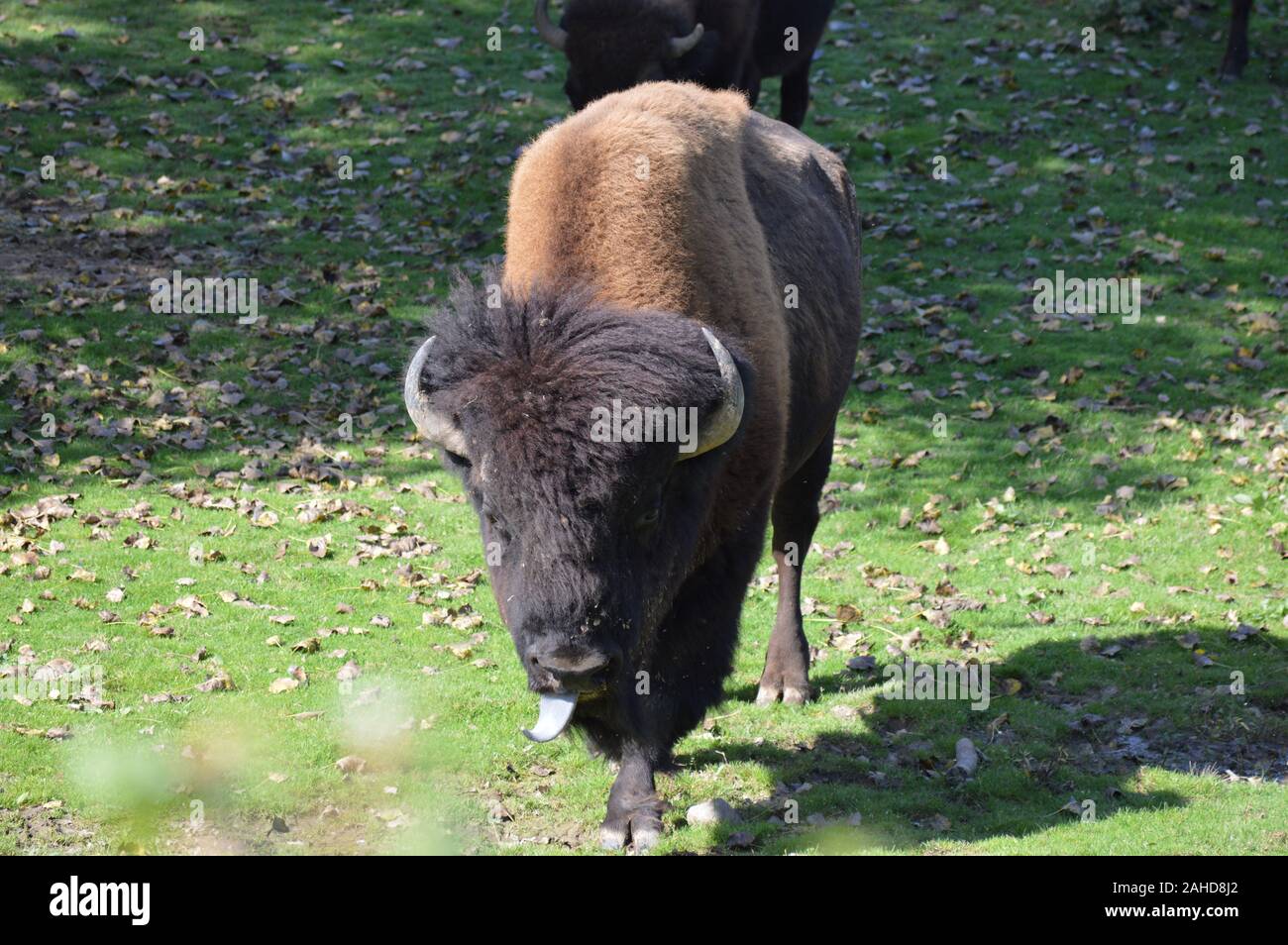 Bison in the outdoors Stock Photo - Alamy