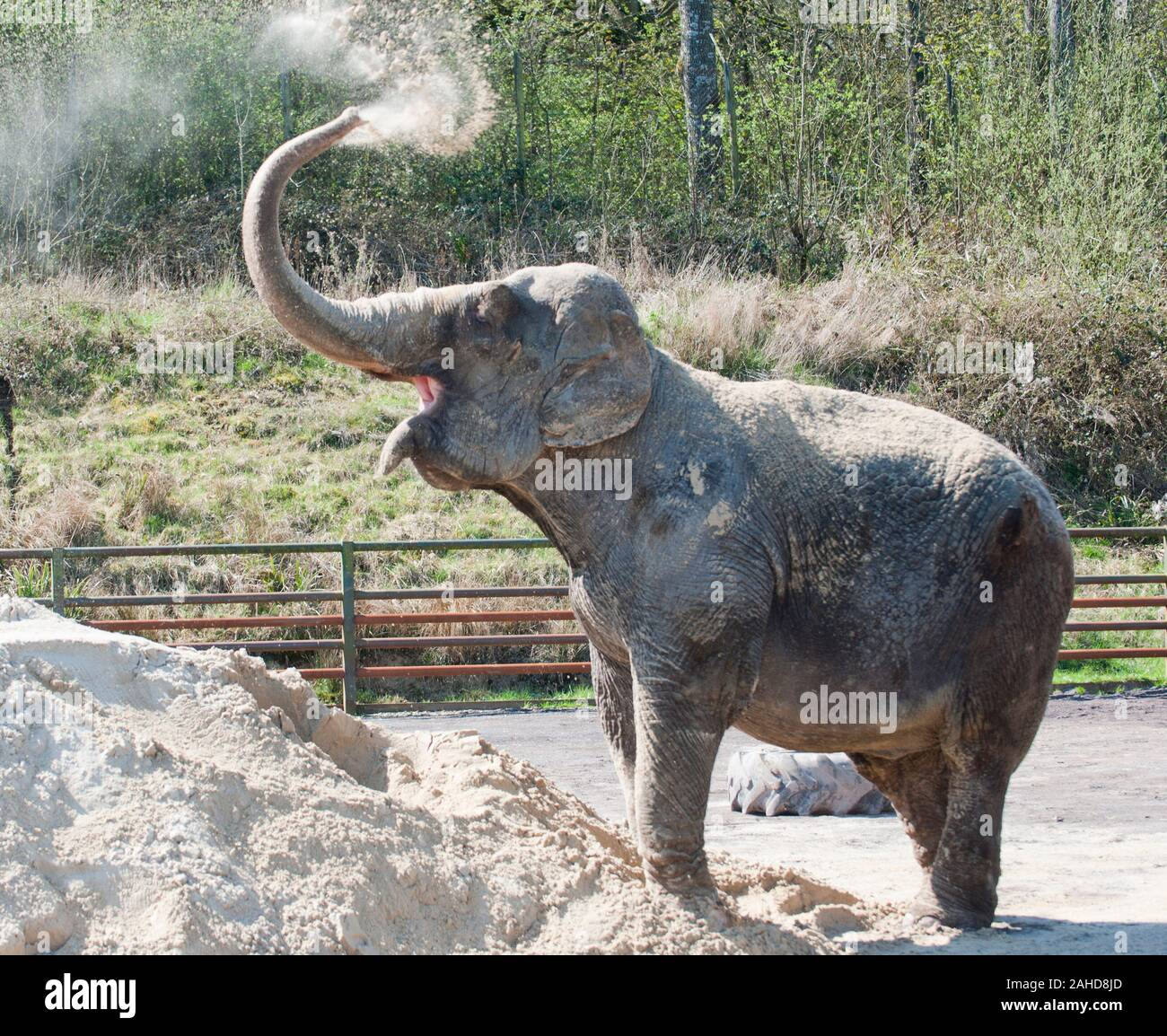 Anne the former circus elephant happy at last cooling off with a pile ...