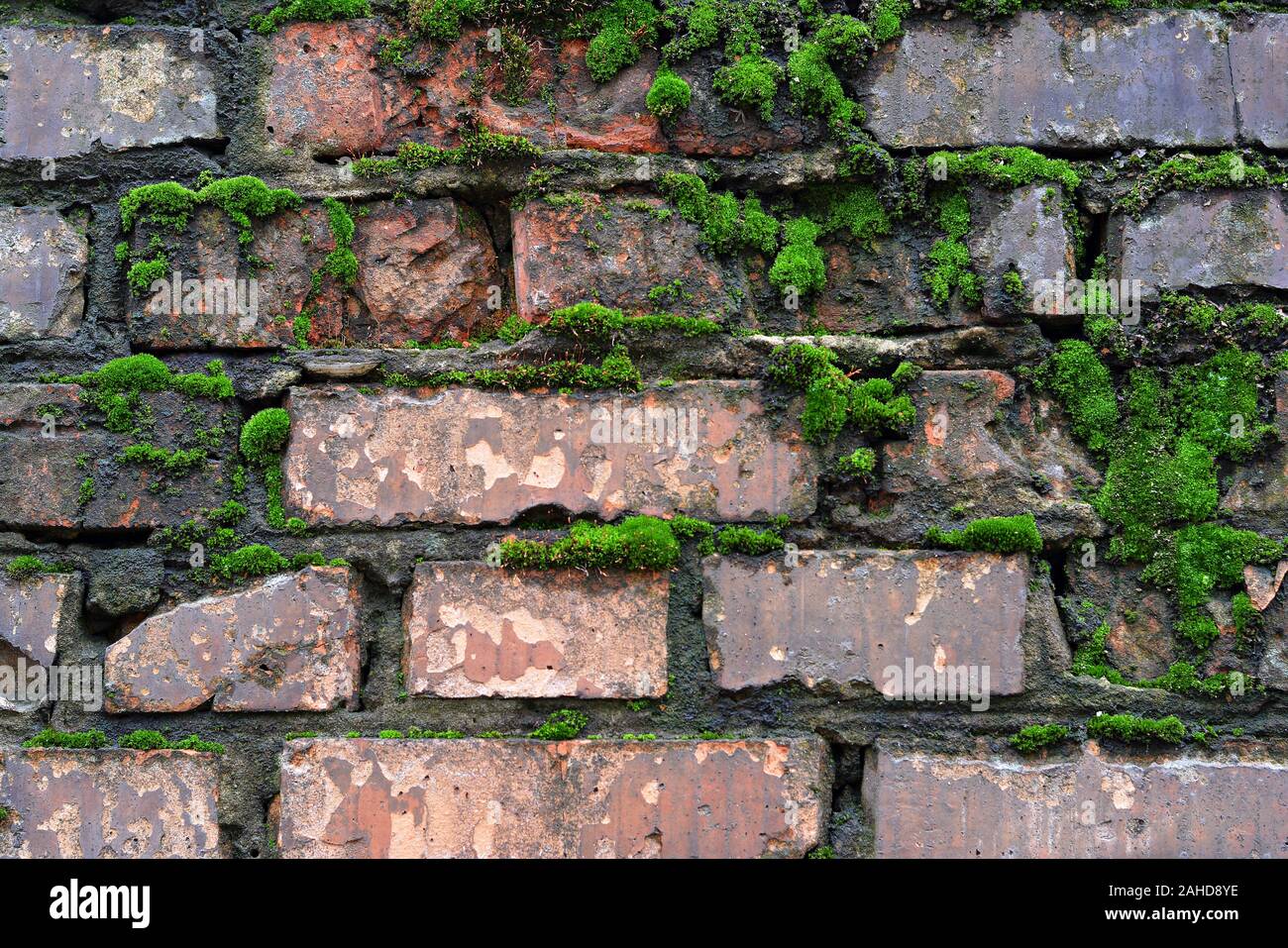 Moss On Bricks