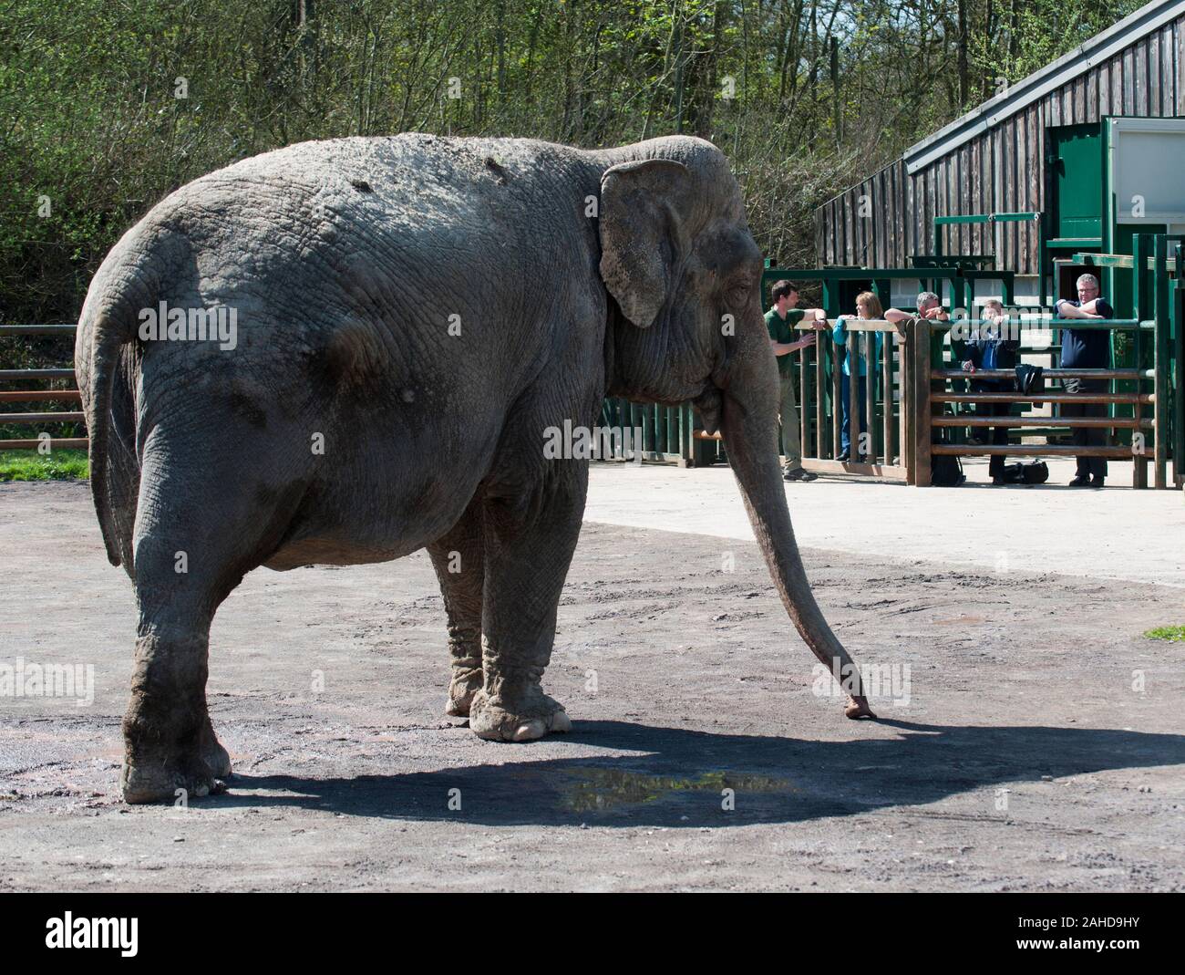 Anne the former circus elephant happy at last cooling off with a pile ...