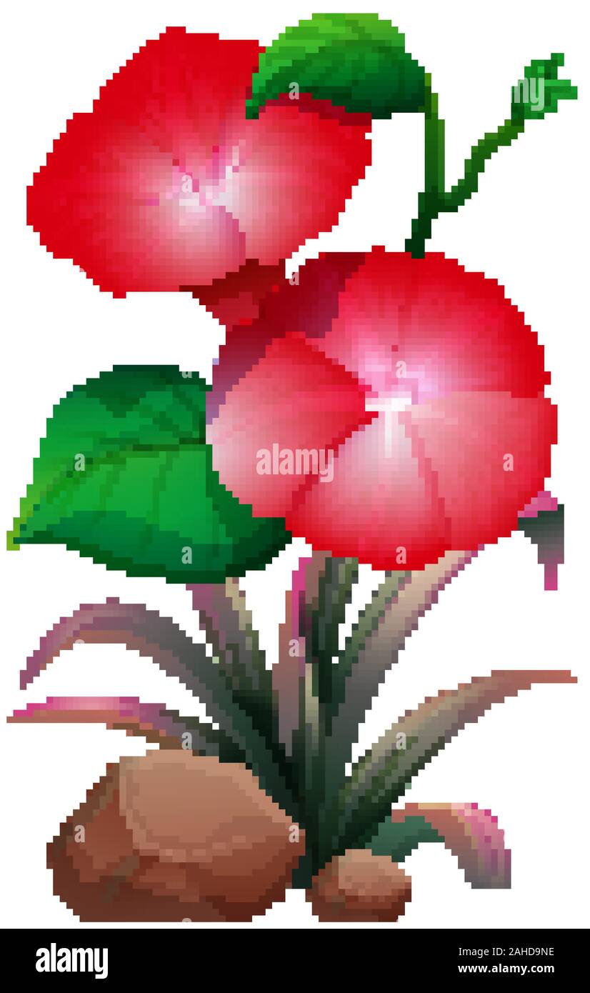 Red morning glory on white background illustration Stock Vector Image ...