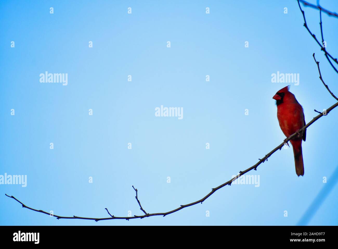 Red bird, Blue sky Stock Photo - Alamy