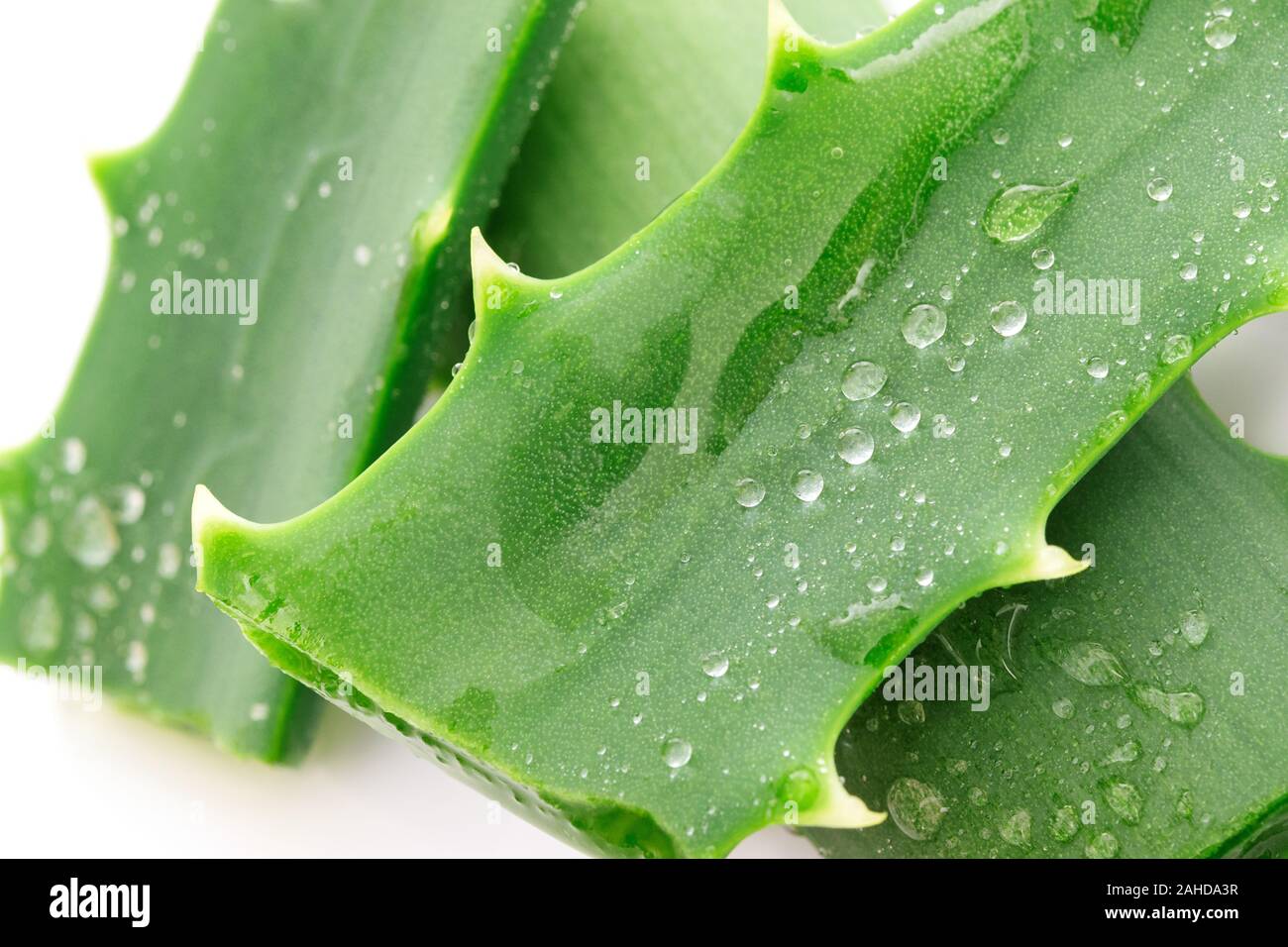 Fresh aloe vera leaves with water drops isolated on white background in ...