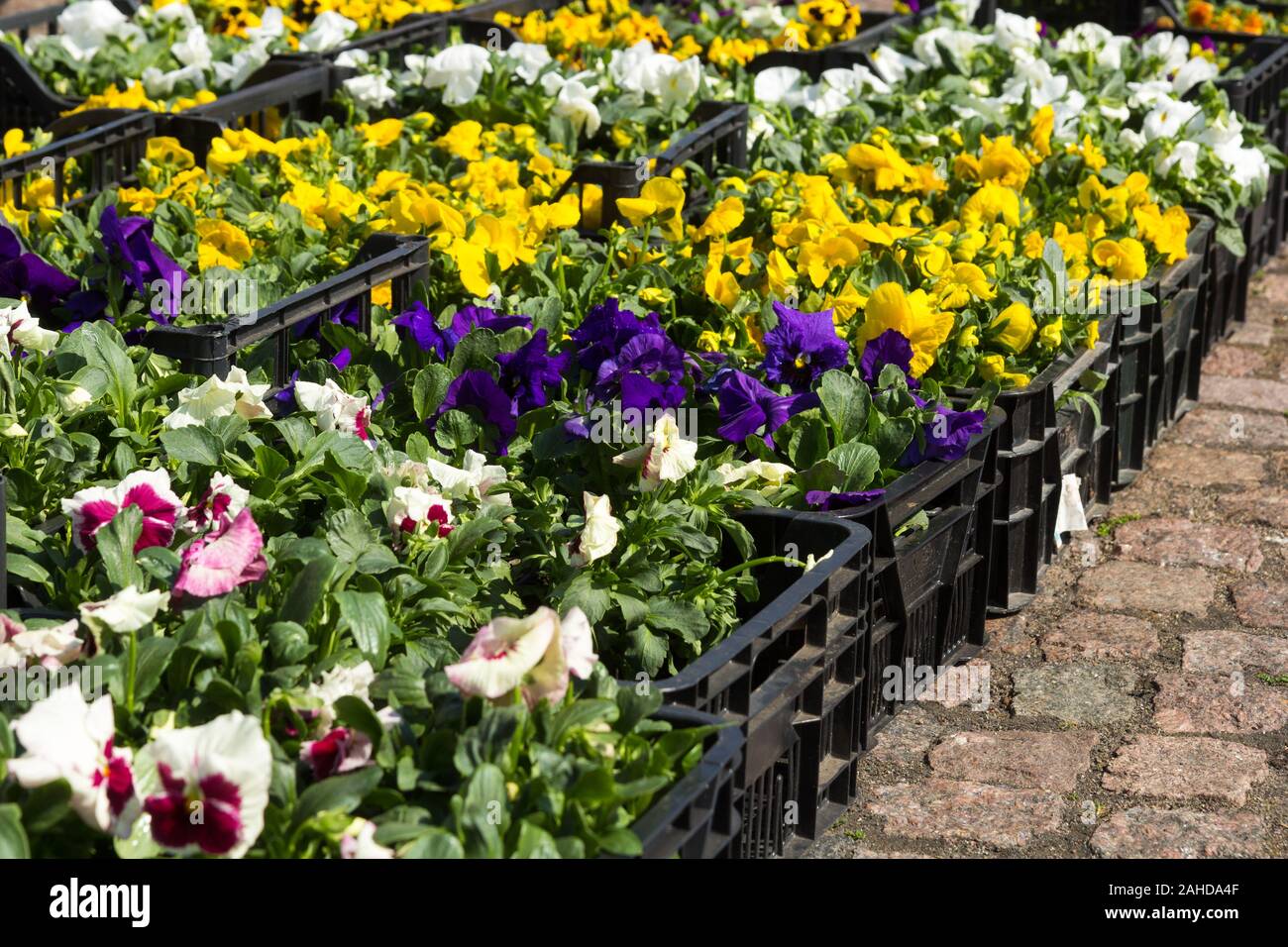 Viola seedlings hi-res stock photography and images - Alamy