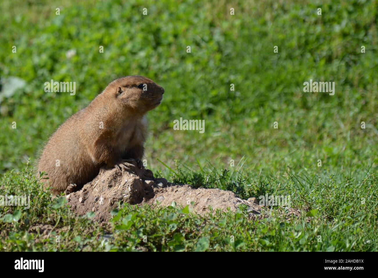 Adorable prairie dog hi-res stock photography and images - Alamy