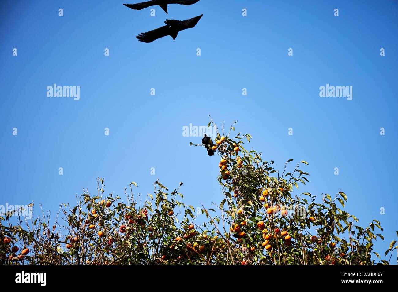 Crows and tree hi-res stock photography and images - Alamy